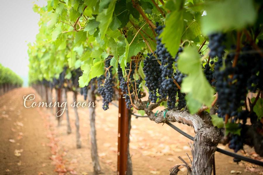 Eric Kent Wine Cellars: Celebrating the Passions of Wine, Art, People ...