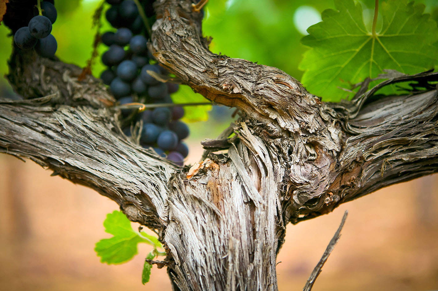 Eric Kent Wine Cellars: Celebrating the Passions of Wine, Art, People ...